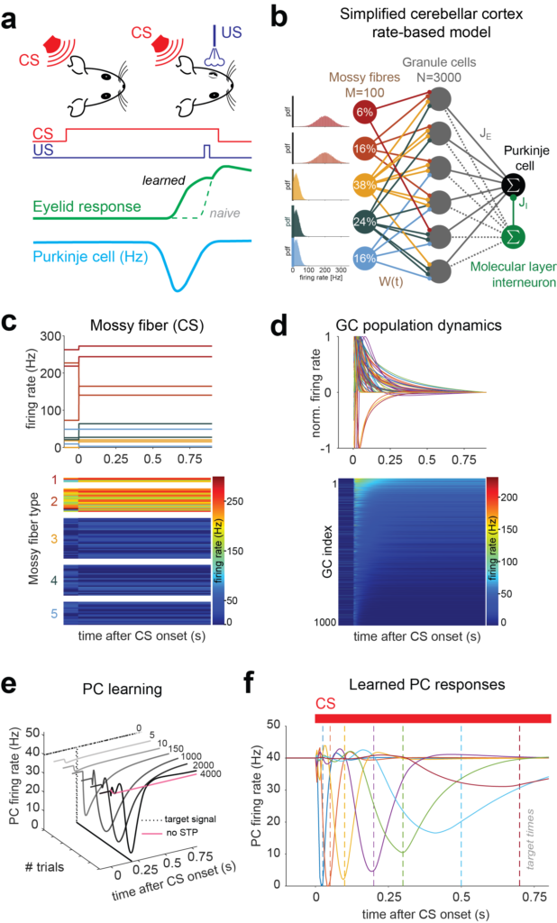 David Digregorio Computational Modeling Of Cerebellar Cortical Circuit Dynamics With Dynamic