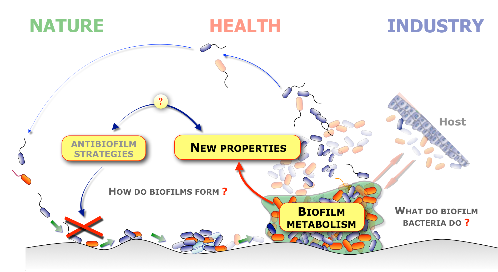 Jean-Marc Ghigo - Genetics of Biofilms • Research - Institut Pasteur