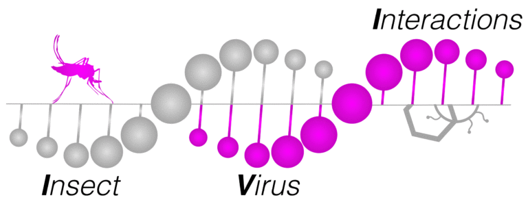 Louis Lambrechts - Insect-Virus Interactions - Research - Institut Pasteur