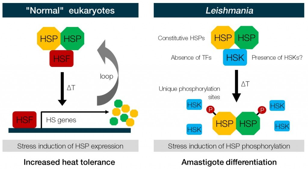 Gérald Spaeth - Molecular Parasitology and Signaling | Research