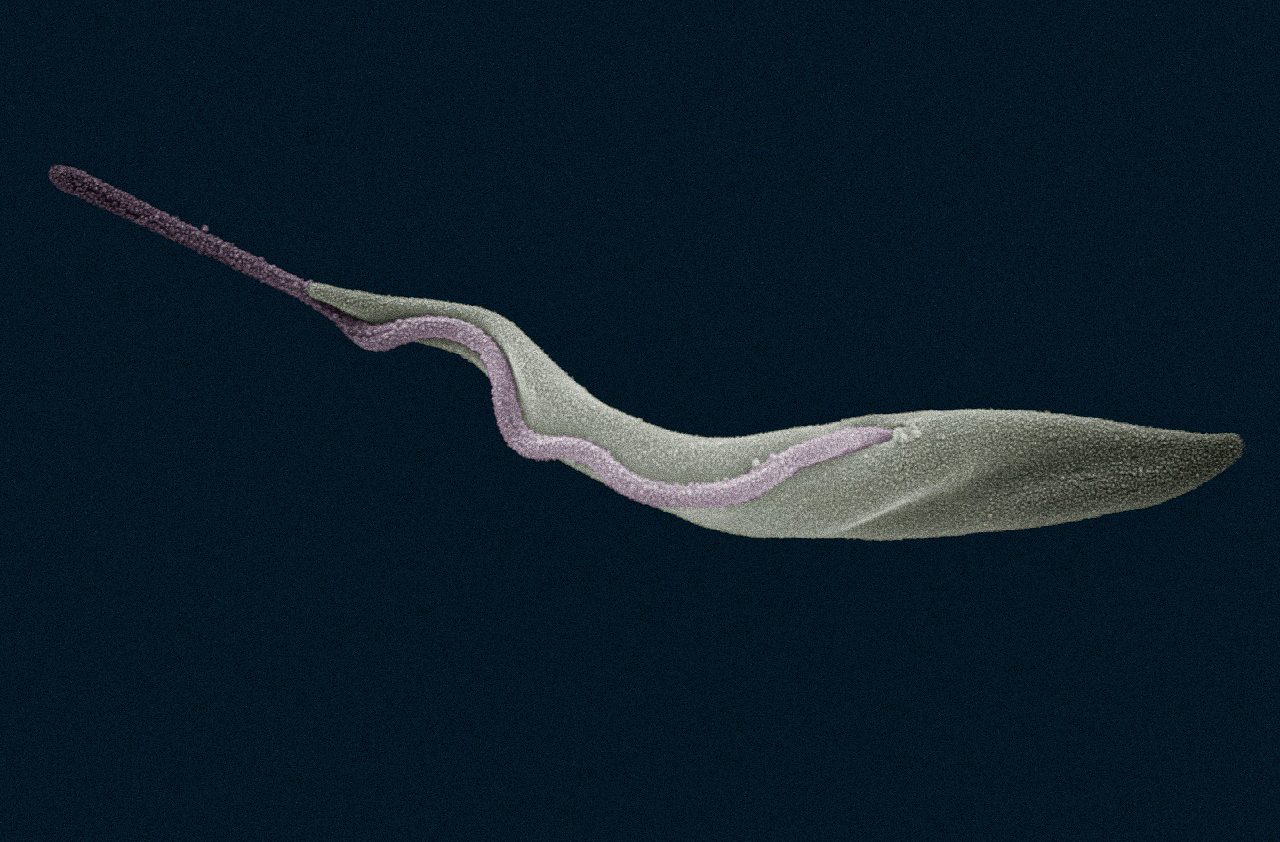 Paola Minoprio - Trypanosomatids Infectious Processes - Research ...