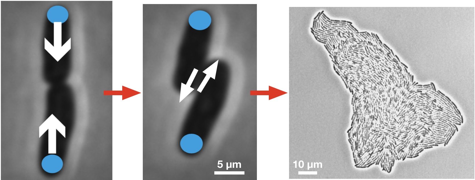 Asymmetric adhesion of rod-shaped bacteria controls microcolony ...