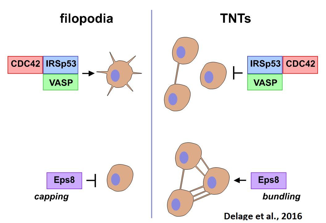 Differential identity of Filopodia and Tunneling Nanotubes revealed by ...