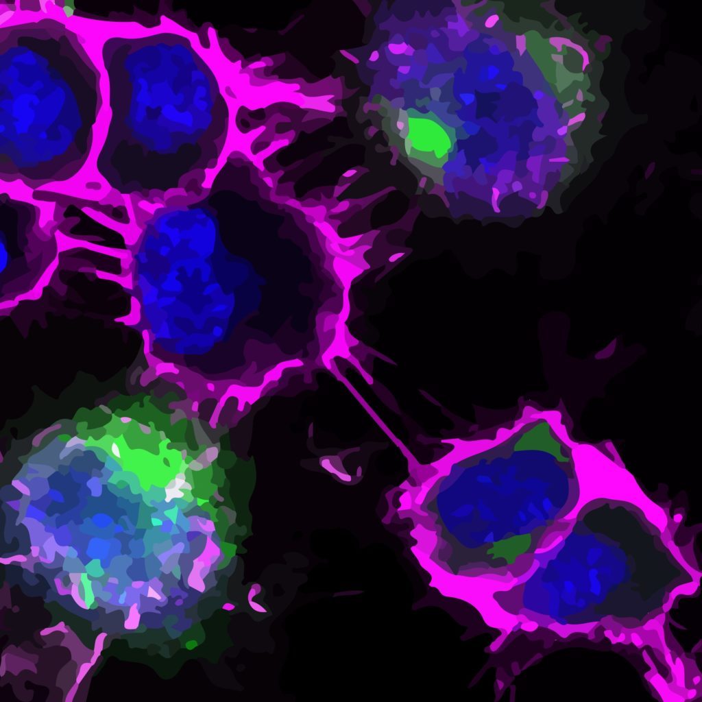 Chiara Zurzolo - Membrane Traffic and Pathogenesis - Research ...