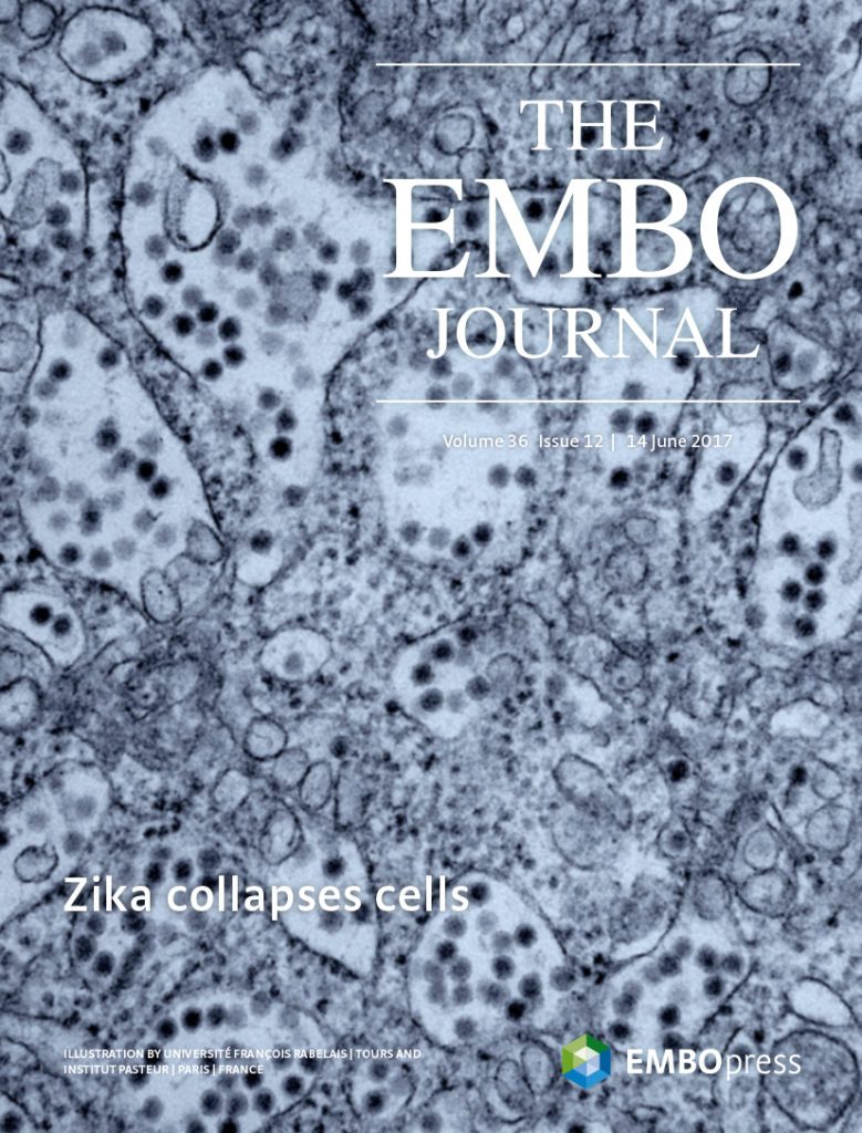 Olivier Schwartz - Virus and Immunity - Research - Institut Pasteur