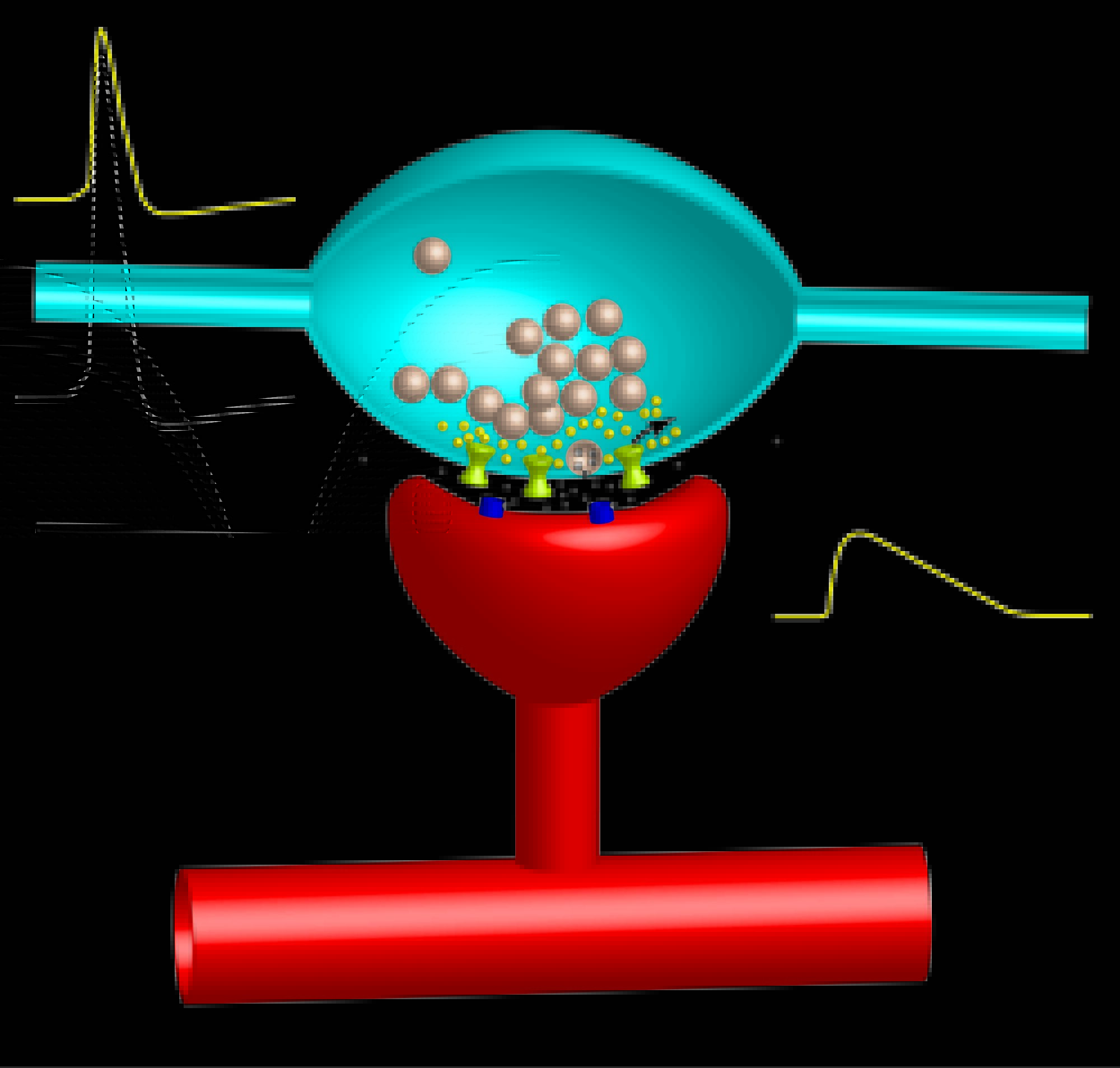 David DiGregorio - Molecular mechanisms of synaptic diversity ...