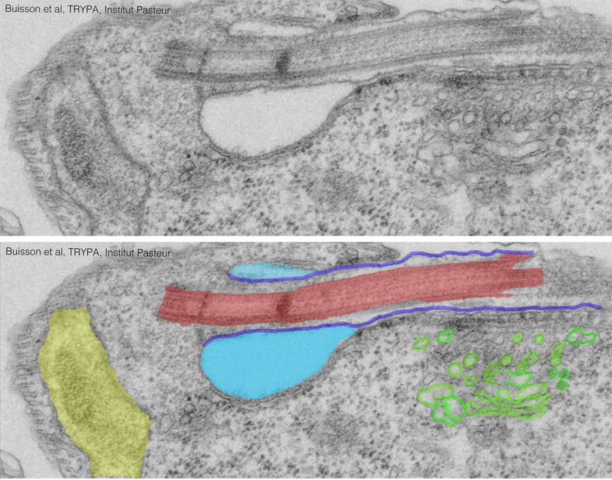 Trypanosomes - Research - Institut Pasteur