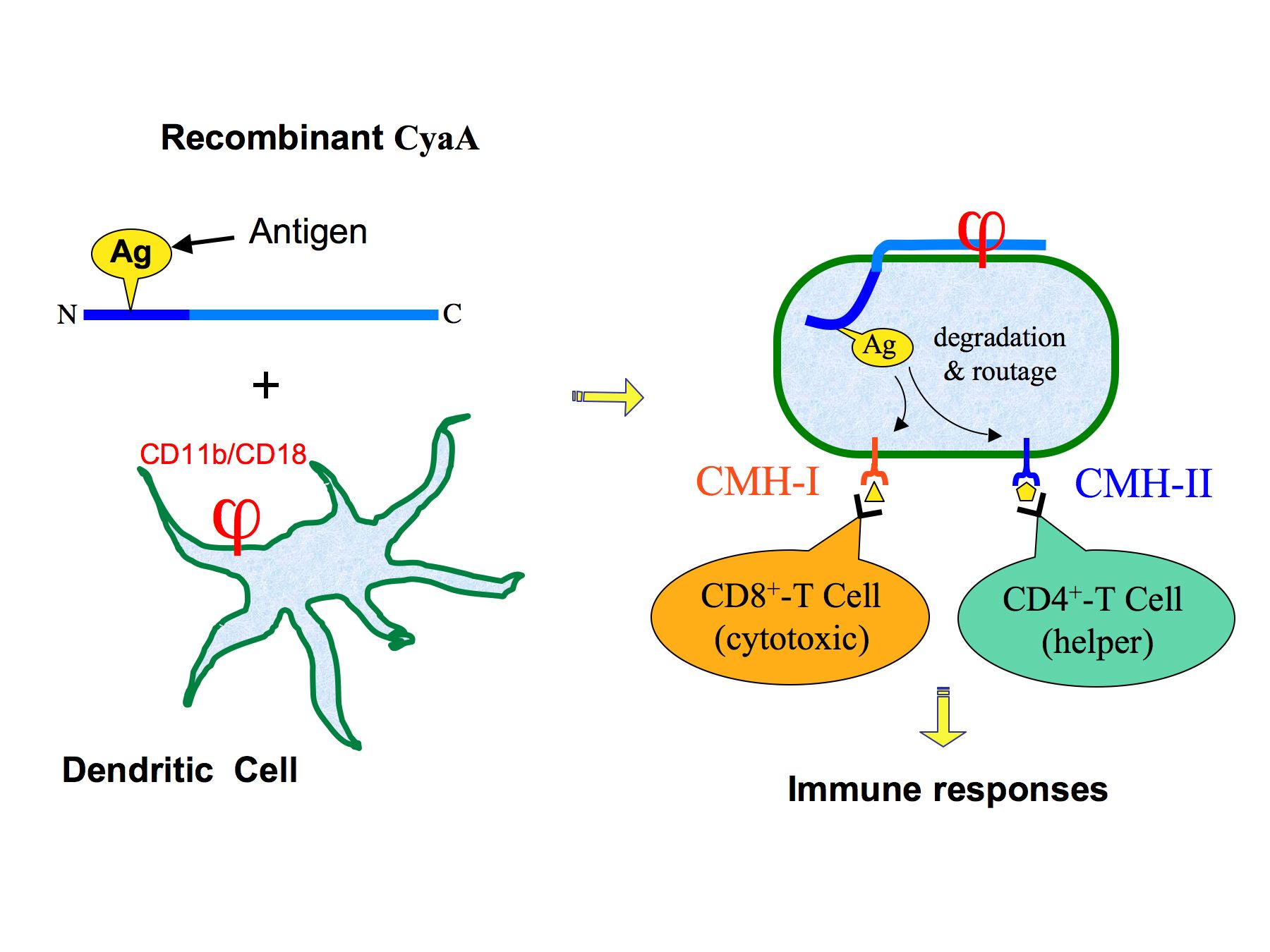 Recombinant CyaA toxin as an innovative vaccine vehicle - Research ...