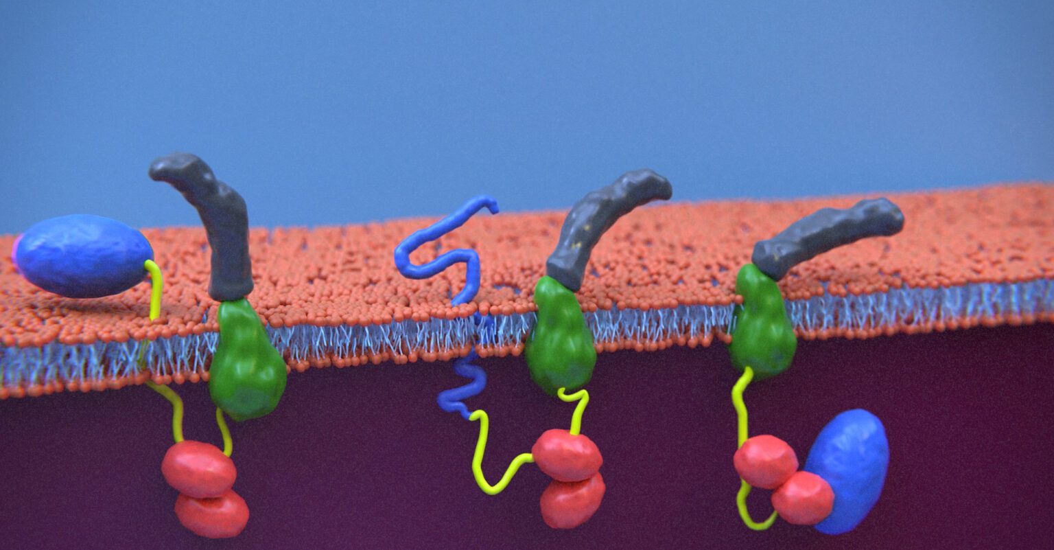 Alexandre Chenal - BiophysiCyaA - Research - Institut Pasteur