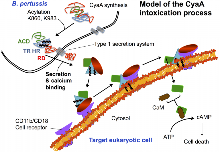 Alexandre Chenal - CyaA secretion, folding and translocation across ...