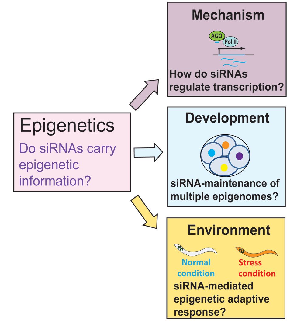 Germano Cecere - Mécanismes de l’hérédité épigénétique - Research ...