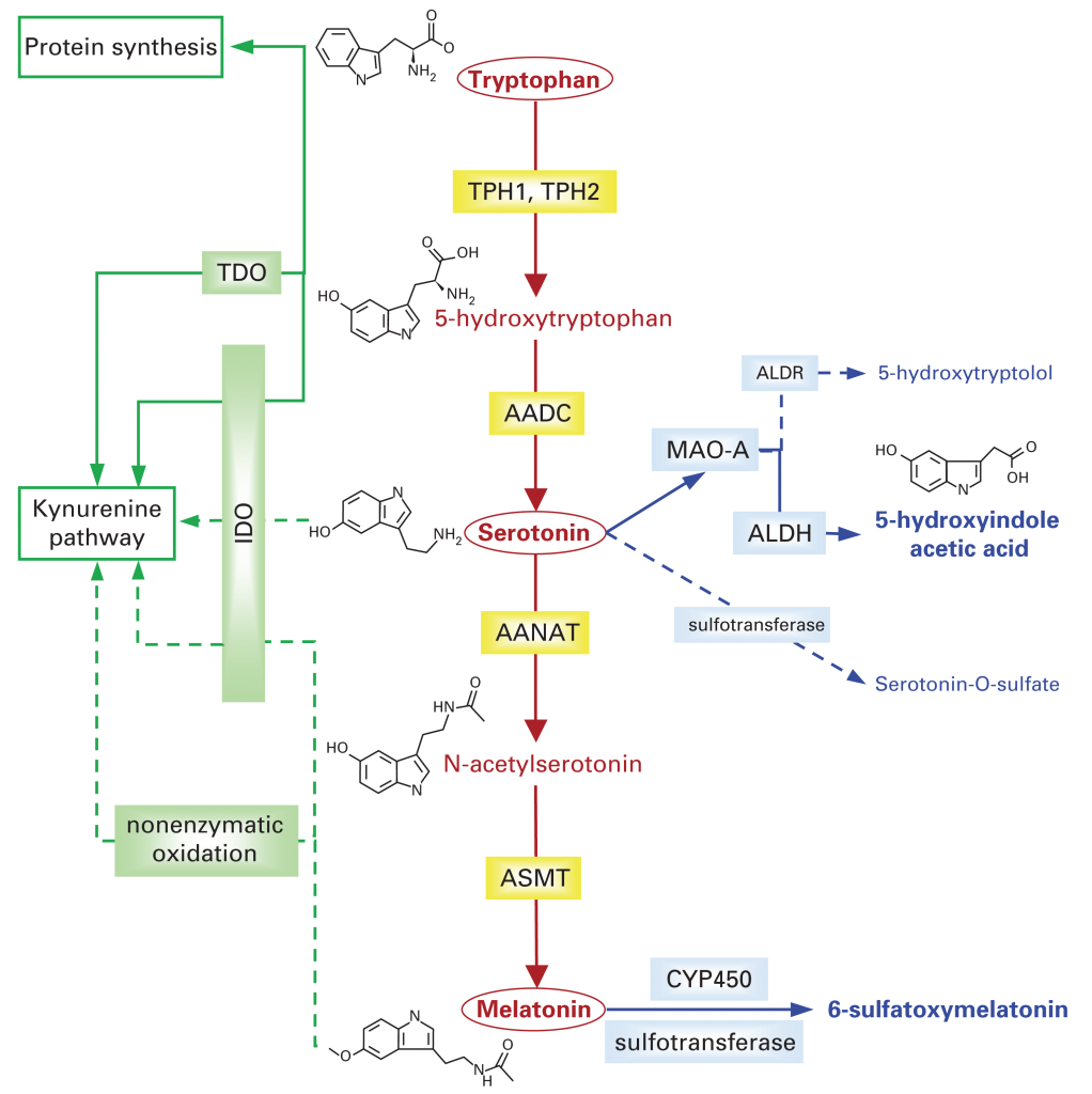 Thomas Bourgeron - The serotonin-NAS-melatonin pathway and ...