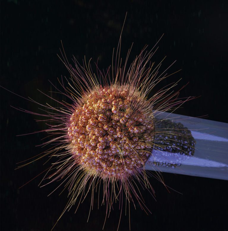 Biophysics of type IV pili assembly - Research - Institut Pasteur