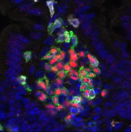 James Di Santo - Research - Institut Pasteur