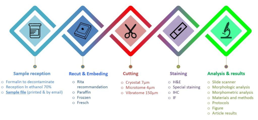David Hardy - HistoPathology Core Facility - Research - Institut Pasteur