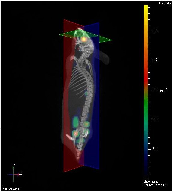 IVIS Spectrum CT Perkin Elmer - Research - Institut Pasteur