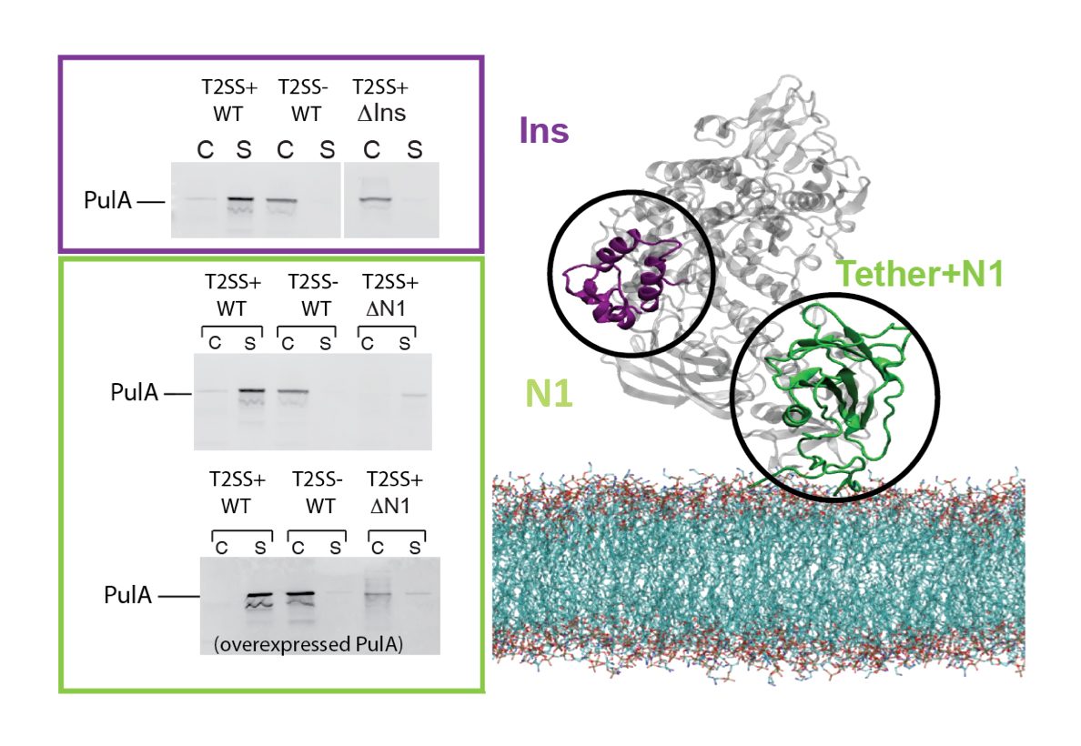 Olivera Francetic - Type II protein secretion mechanism - Research ...
