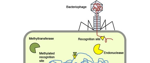 Restriction modification systems as regulators of gene transfer - Research - Institut Pasteur