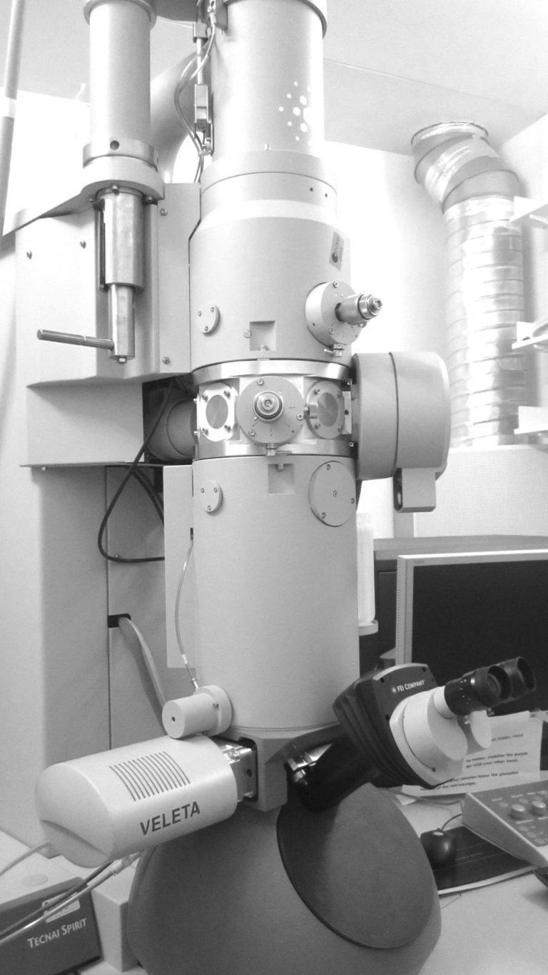 Transmission Electron Microscope | Research - Institut Pasteur