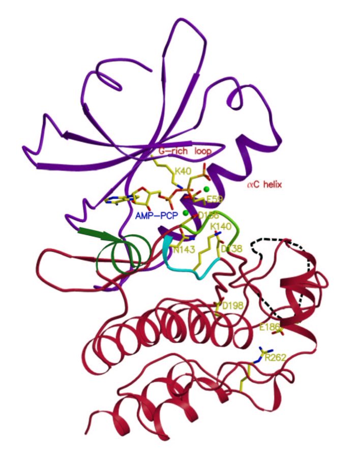 Pedro Alzari - PknA/PknB in mycobacterial cell division - Research ...
