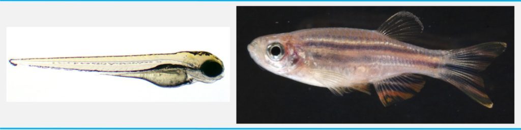 Zebrafish Projects Hub | Research - Institut Pasteur