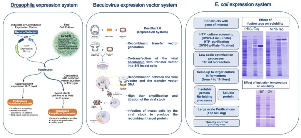 Stéphane Petres - Plate-Forme Technologique Production et Purification ...