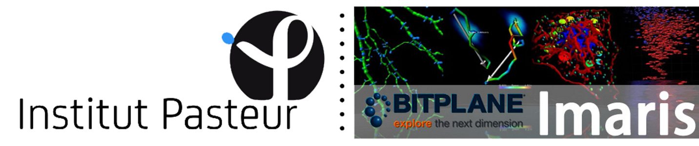 Hands-on Imaris - Microscopy images analysis - 15th of February 2019 ...