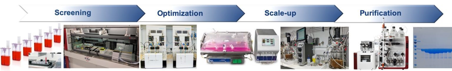 Stéphane Petres - Production and Purification of Recombinant Proteins ...