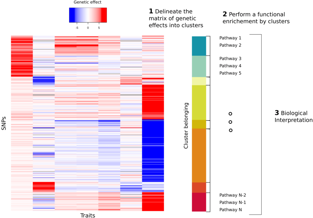 M2 Internship Detection Of Multivariate Genetic Effects And Their Corresponding Pathways In