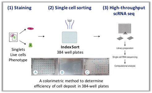 Marc Monot - Carolina Moraes - Claudia Chica - Single Cell ...