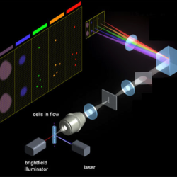 Sophie Novault - Single Cell Phenotyping – Flow Cytometry - Research ...