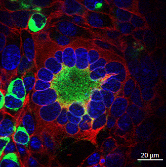 Florence Buseyne - Antoine Gessain - Olivier Schwartz - REEMFOAMY ...