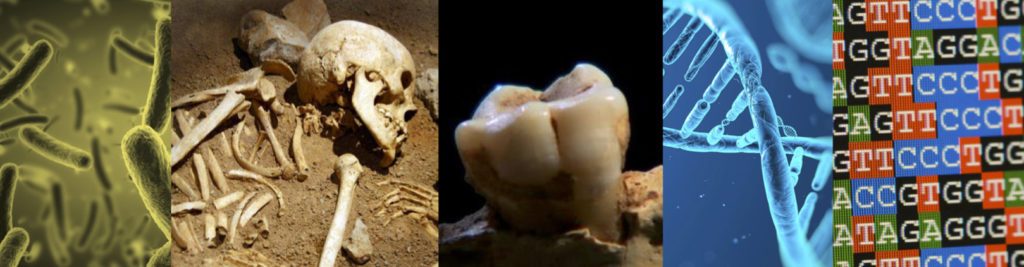 Ancient DNA journey: from humans to human pathogens and microbiomes ...