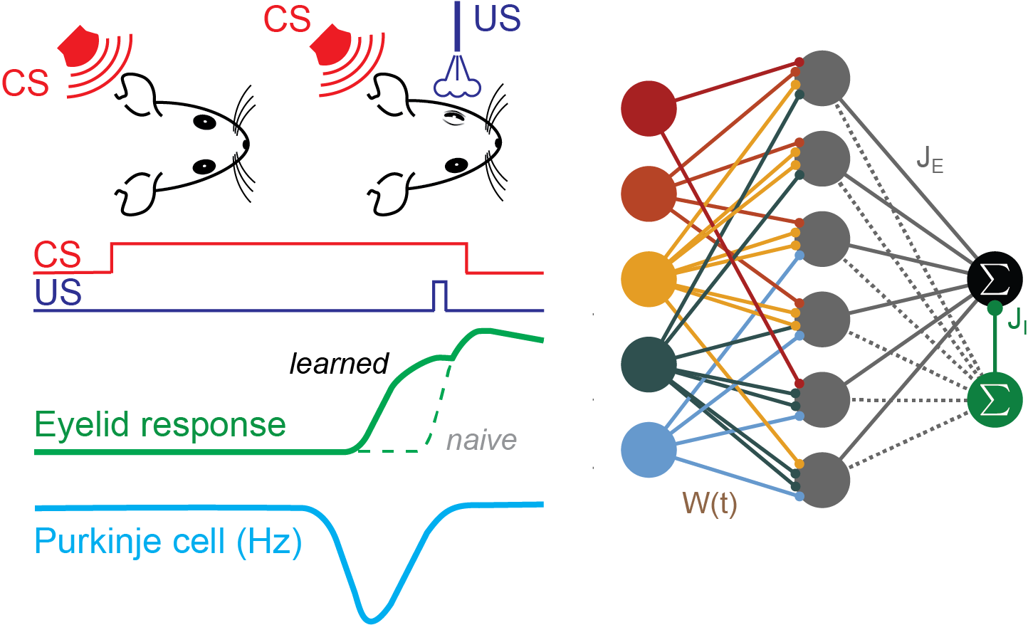 David Digregorio Computational Modeling Of Cerebellar Cortical
