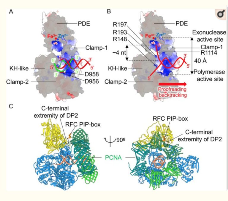 Ludovic Sauguet - DNA Replisome in Archaea - Research - Institut Pasteur