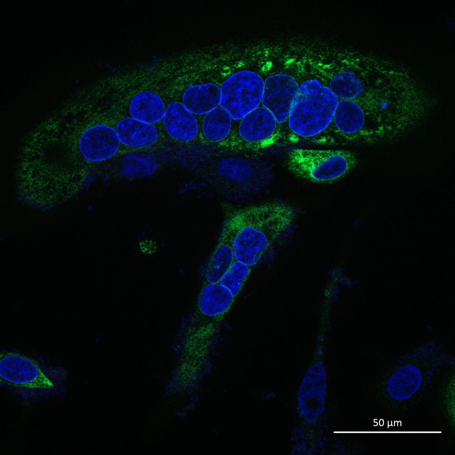 Félix A. Rey - Research - Institut Pasteur