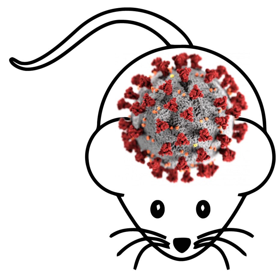 Xavier Montagutelli - Etienne Simon-Loriere - Mouse models for Covid-19 ...