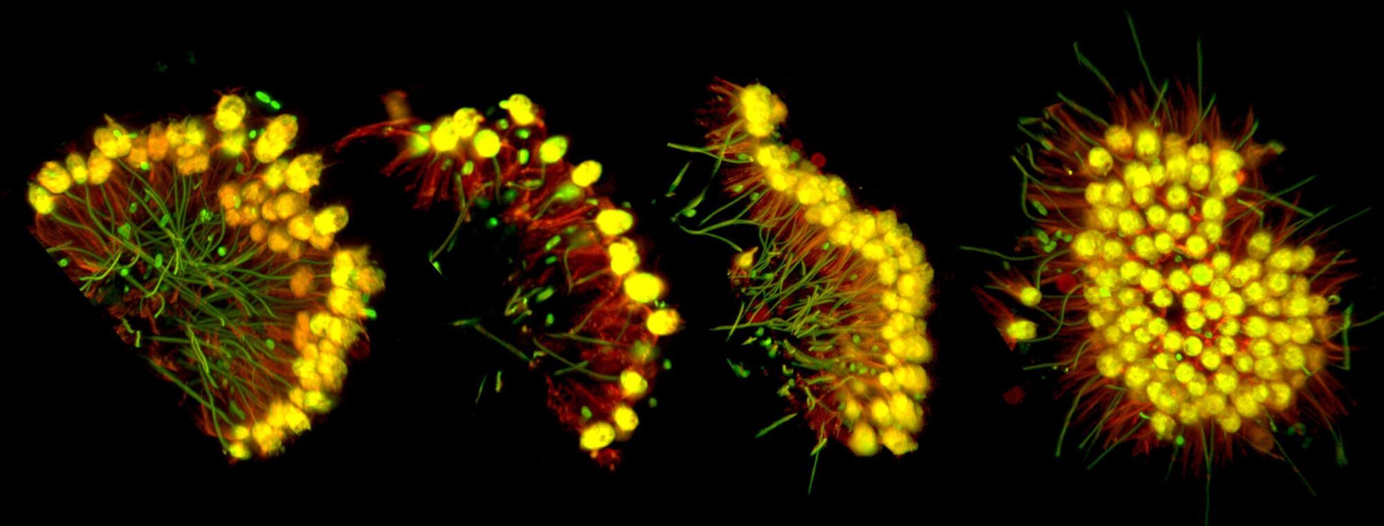 Thibaut Brunet - Biologie cellulaire évolutive et évolution de la ...