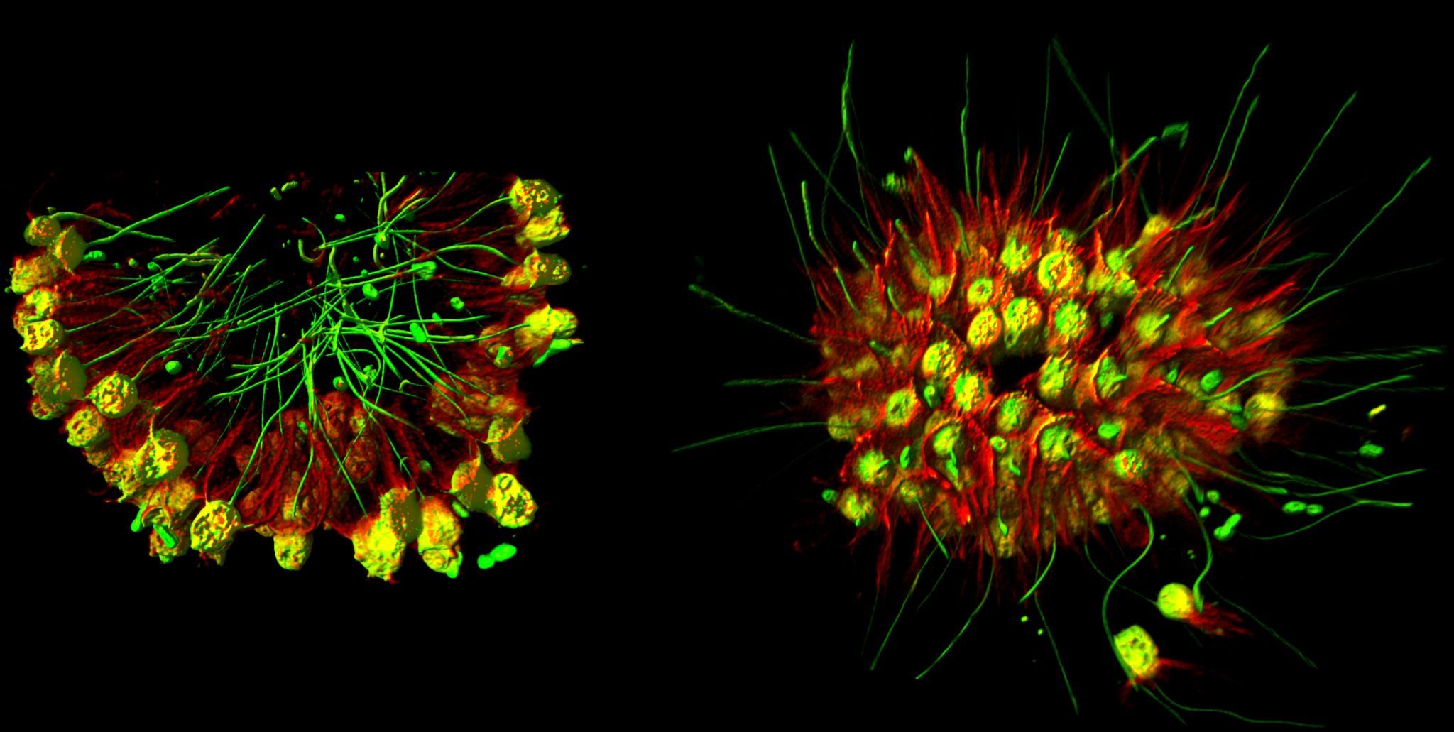 Thibaut Brunet - Biologie cellulaire évolutive et évolution de la ...