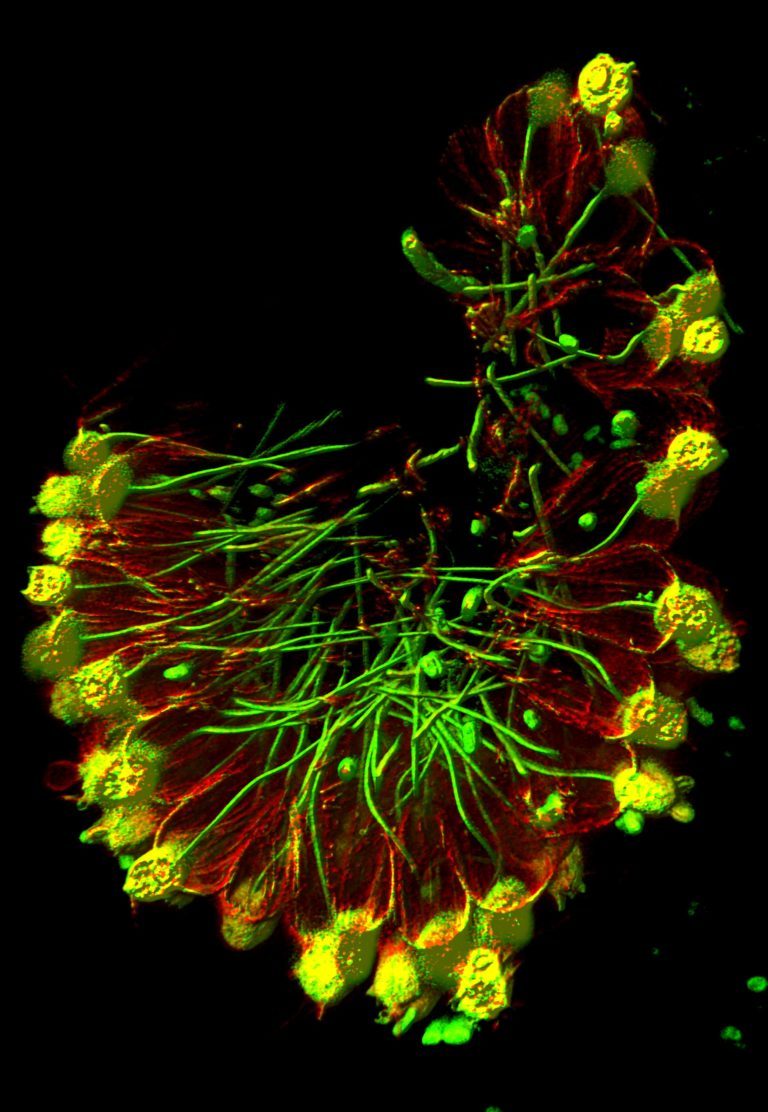 Thibaut Brunet - Evolutionary cell biology and evolution of ...