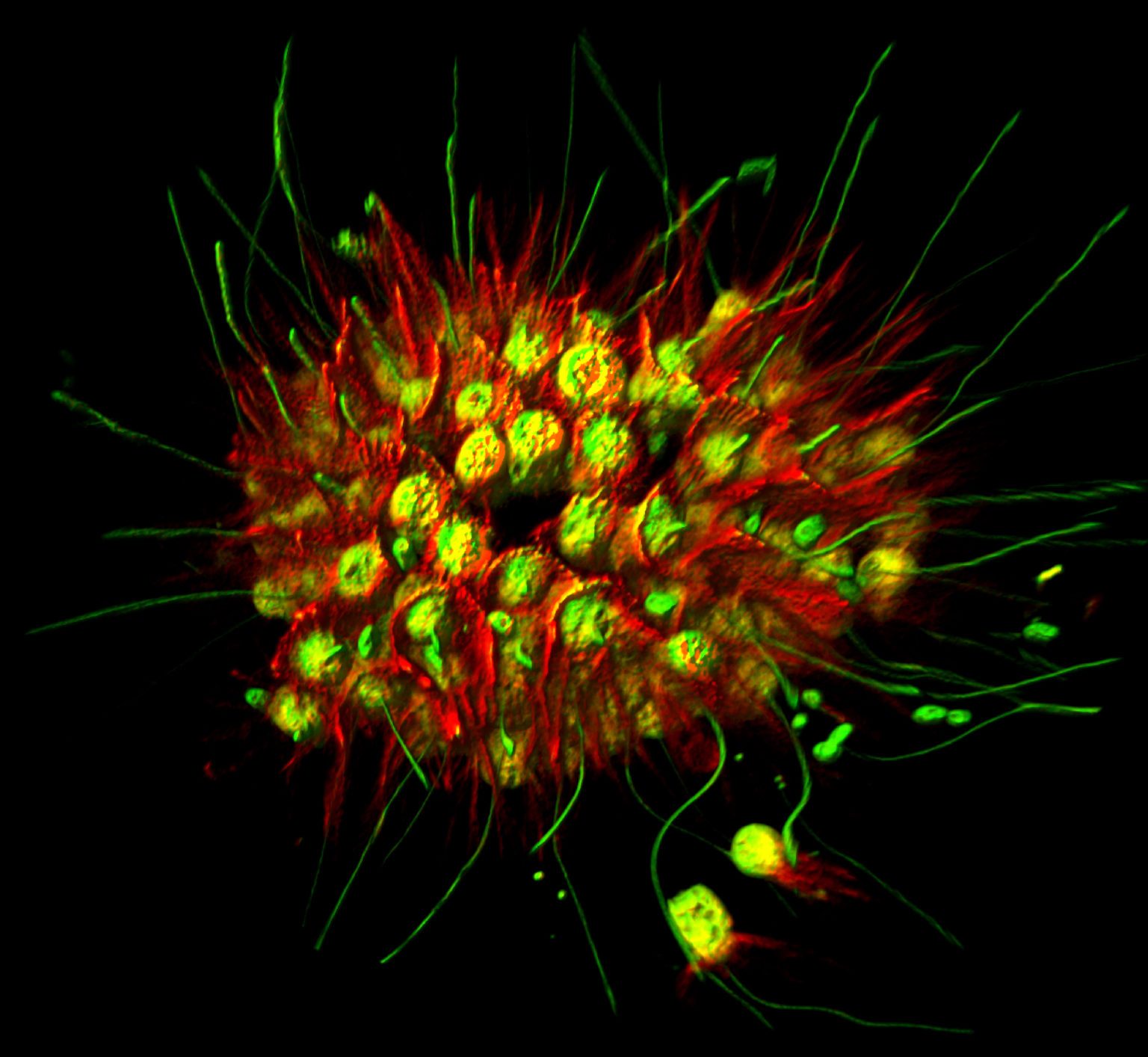 Thibaut Brunet - Evolutionary cell biology and evolution of ...