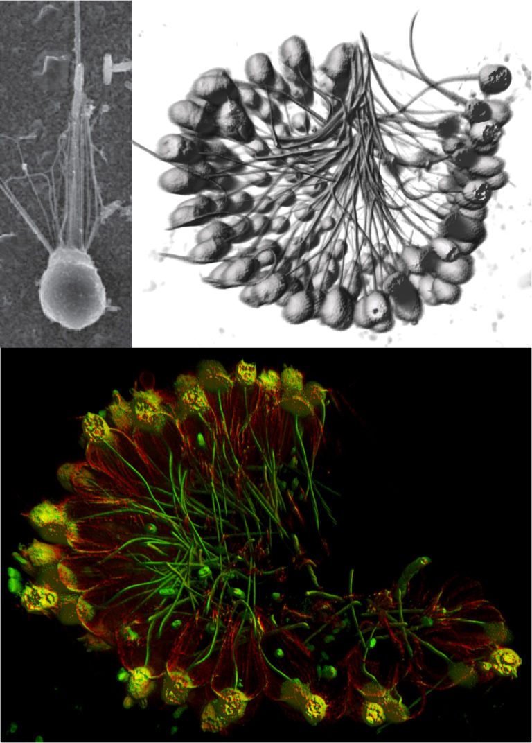 Thibaut Brunet - Evolutionary cell biology and evolution of ...