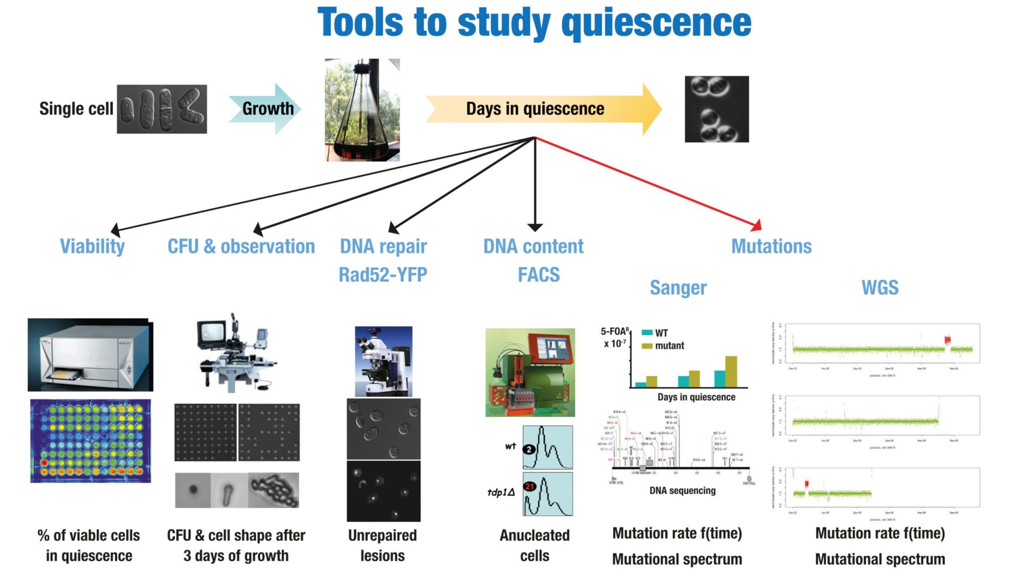 Benoit Arcangioli - Serge Gangloff - Stefania Francesconi - Claire ...