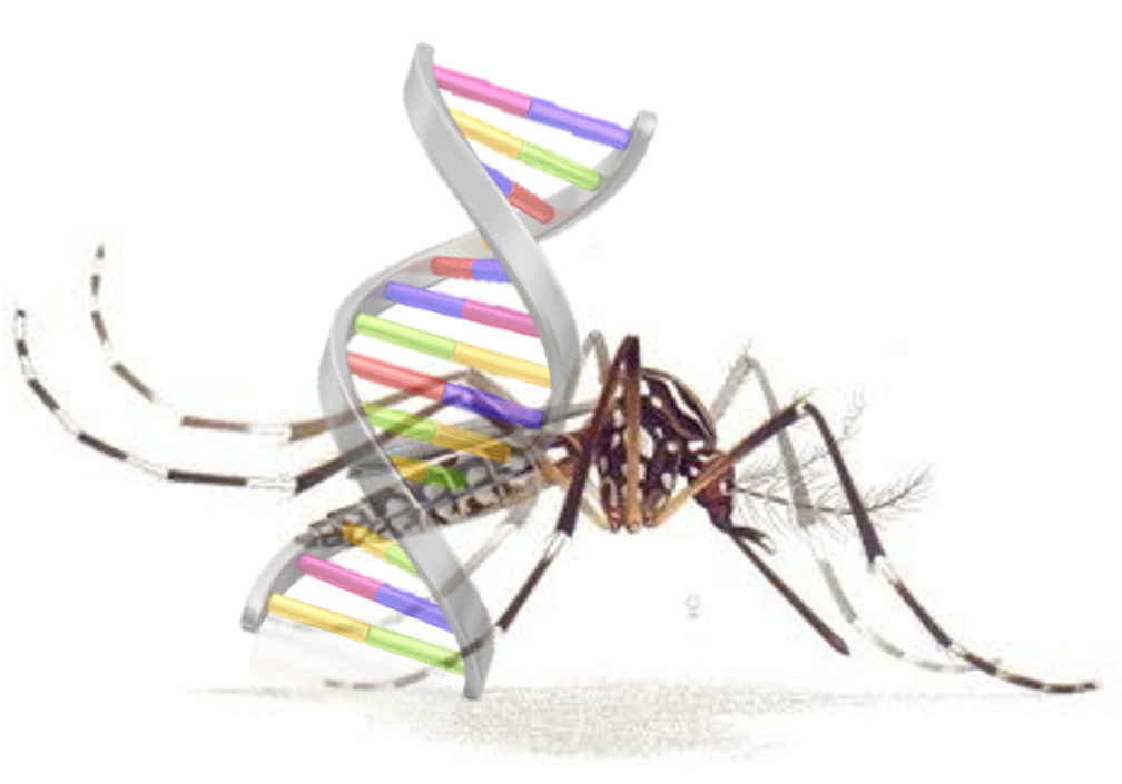 Louis Lambrechts - Mathilde Gendrin - ANR PILGRIM: A panel of inbred ...