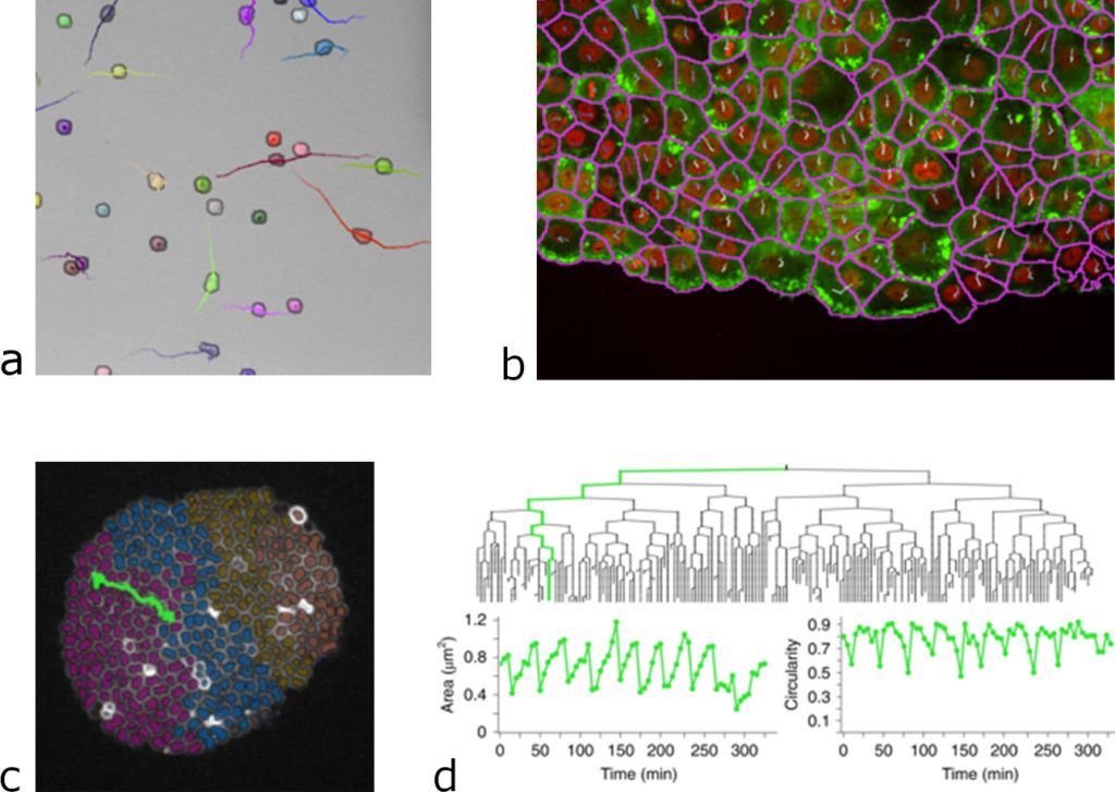 Tracking cells with machine-learning and deep-learning segmentation ...