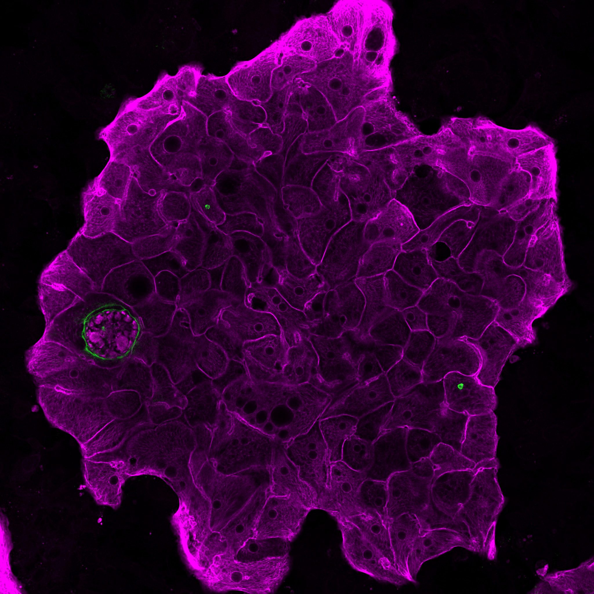 Liliana Mancio Silva - Research - Institut Pasteur