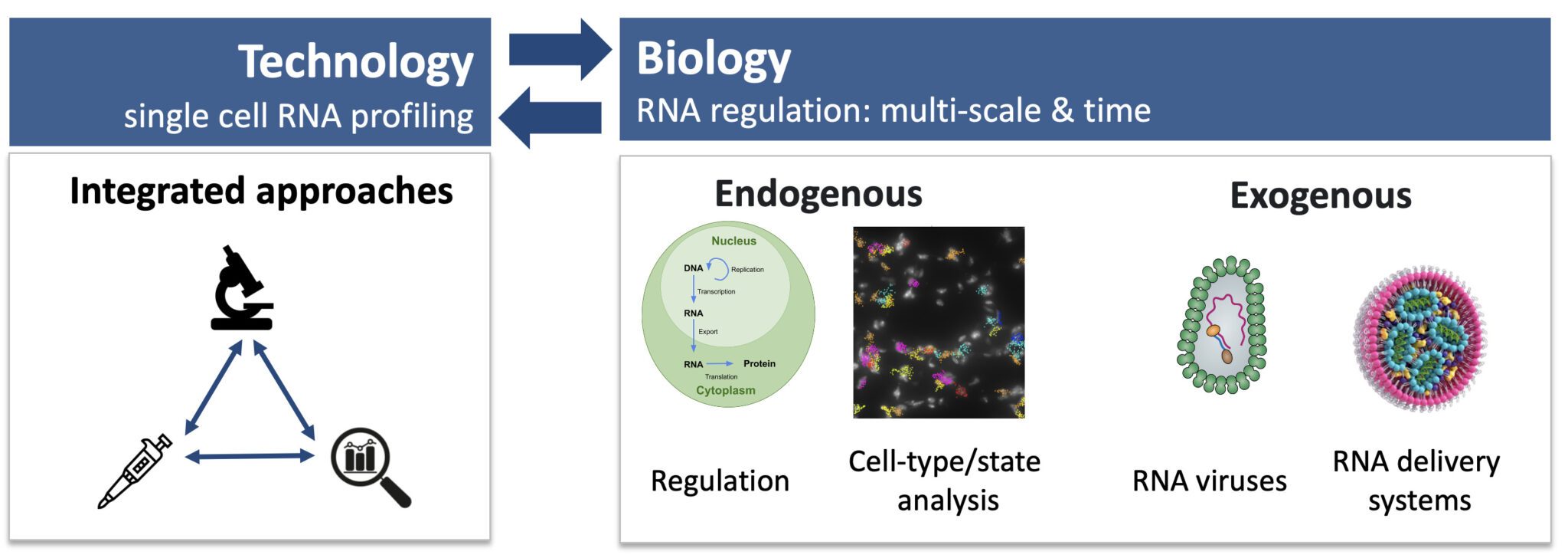 Florian Muller - Quantitative RNA imaging - Research - Institut Pasteur