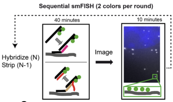 Florian Muller - autoFISH : a modular toolbox for sequential FISH experiments - Research ...