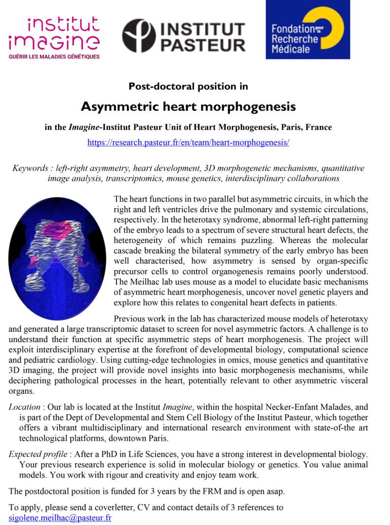 Post-doctoral position in Heart Morphogenesis - Research - Institut Pasteur