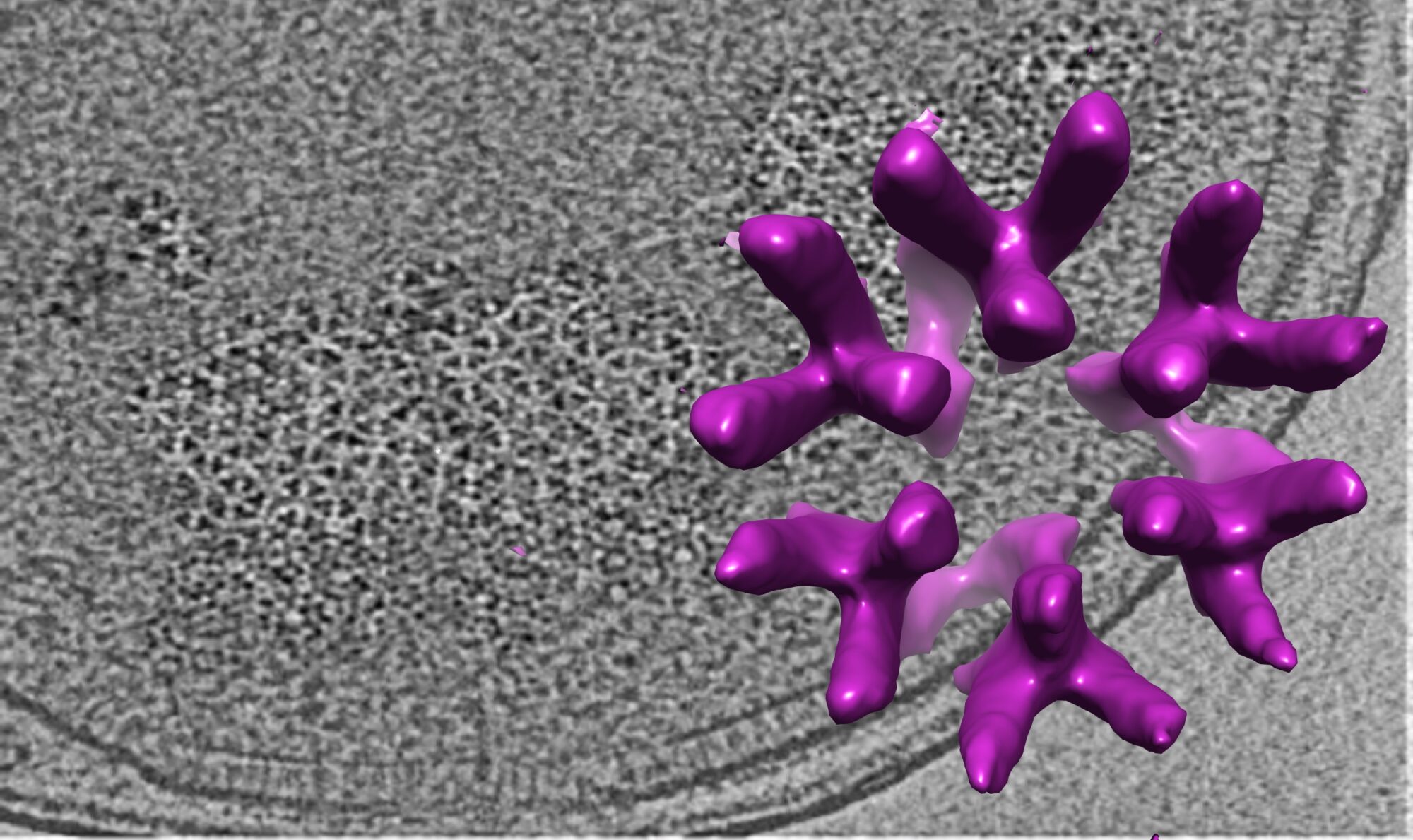 Ariane Briegel - Integrative Structural Cell Biology - Research ...